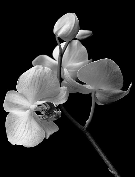 Ian Sanderson Orchid Signed Limited Edition Still Life Print Black
