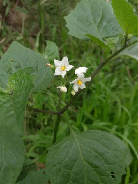 Solanum Nigrum Edible Leaves
