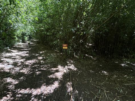 Hiking The Judd Trail And Jackass Ginger Pool On Oʻahu Hawaiʻi — Noahawaii