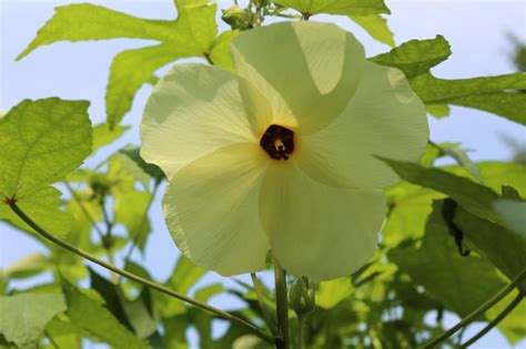 금화규 꽃말 파종시기 개화시기 성분 효능 꽃말리는법 네이버 블로그 금화규 꽃말 파종시기 개화시기 성분 효능 꽃말리는법 네이버 블로그