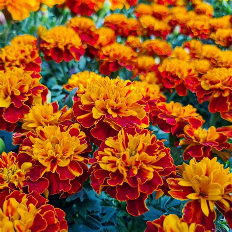 Marigold Flower Images