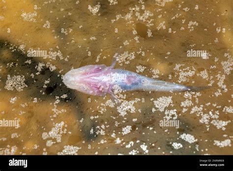 Typhleotris Madagascariensis Endemic Species Of Blind Fish In The