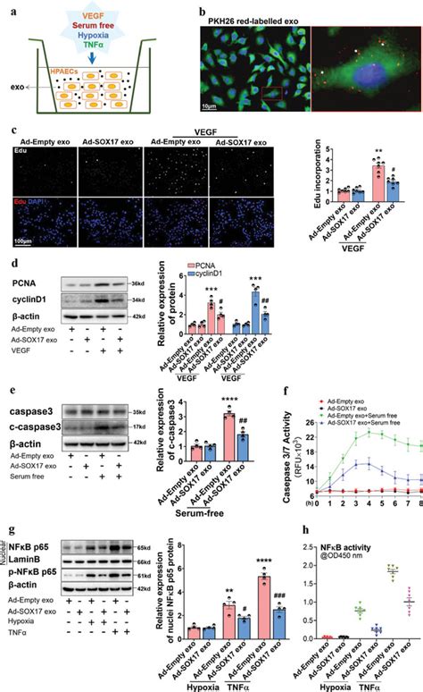 Sox17 Is A Critical Factor In Maintaining Endothelial Function In