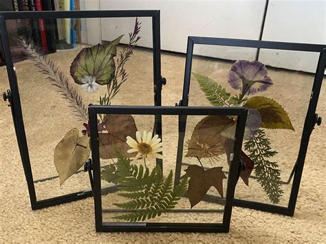 How To Press Plants Learn About Pressing Leaves And Flowers
