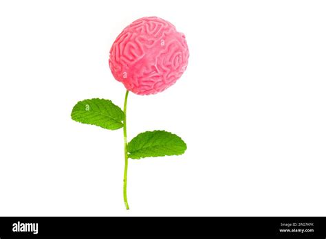 Creative Brain As A Flower Composition Arranged From A Fresh Stem With