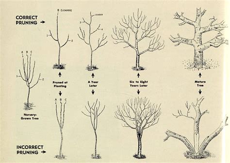 150 Tips Early Spring Pruning Northern Gardener