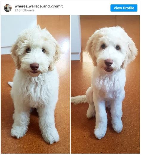 Doodle And Goldendoodle Haircuts To Swoon Over Tons Of Pictures