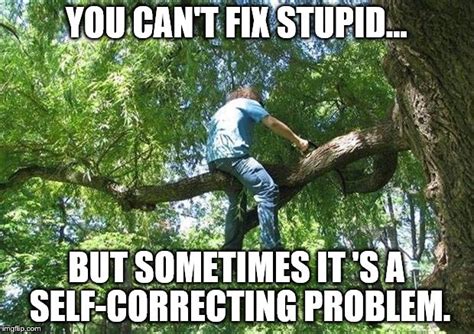 Cant Fix Stupid Imgflip