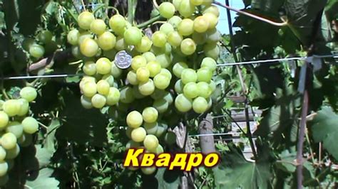 Новые Гибридные формы винограда Е.Г. Павловского. - YouTube
