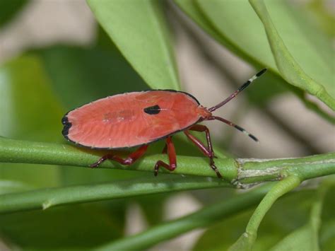 Bronze Orange Bug The Australian Museum