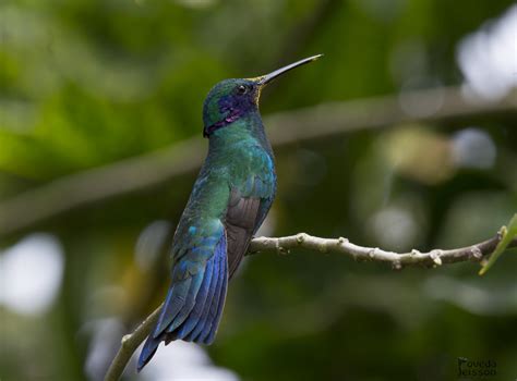 Birdwatching Tourism Grows In Colombia