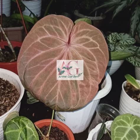 Jual Anthurium Hu Alias King Of Spades Nego Sampai Deal Shopee