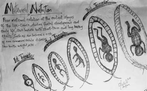 3 Maternal Nutrition Stages Of Foetal Development Olusola Malomo Rdn Mnsn Midn Dkp Posted