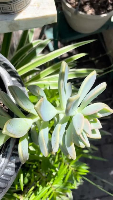 How To Propagate Succulent Leaves Artofit