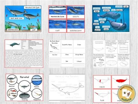 Parts Of A Narwhal Life Cycle Facts Montessori 3 Part Cards Blackline