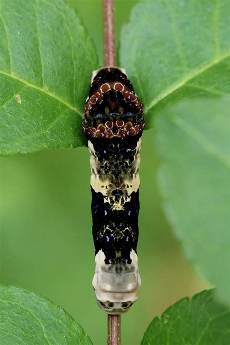 Swallowtail Caterpillar Instars At Angelina Chomley Blog