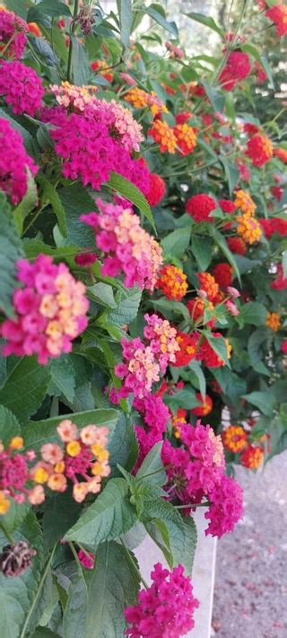 What Is This Lumpy Grass Its Amazingly Soft Rwhatsthisplant