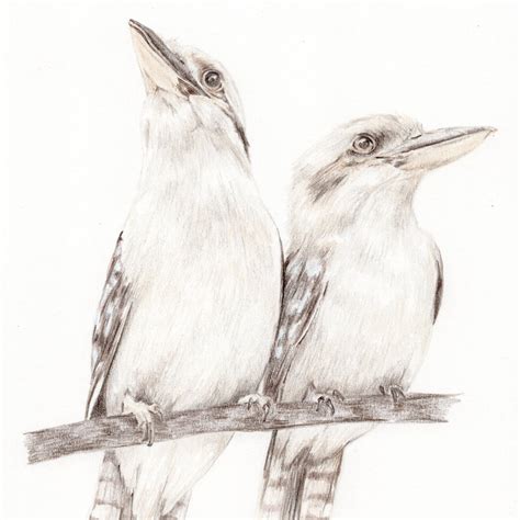 Laughing Kookaburras Original Pencil Drawing Carmen Hui Art