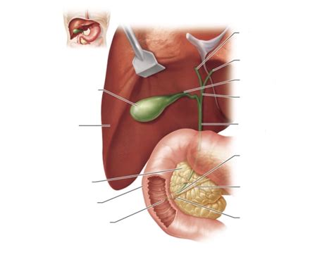 Hepatic Ducts Quiz