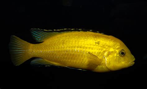 Labidochromis Caeruleus Labidochromis Caeruleus Is A Speci… Flickr