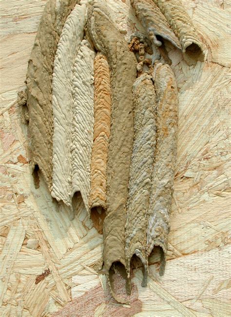 Organ Pipe Mud Dauber Wasp