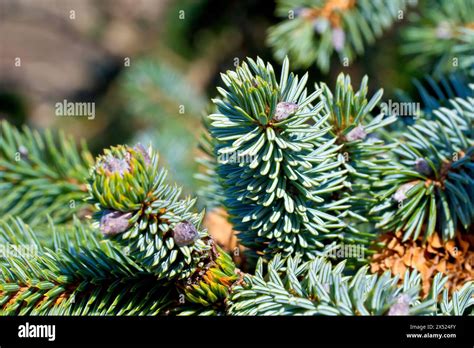 Sitka Spruce Picea Sitchensis Close Up Of Young Leaves Or Needles Of