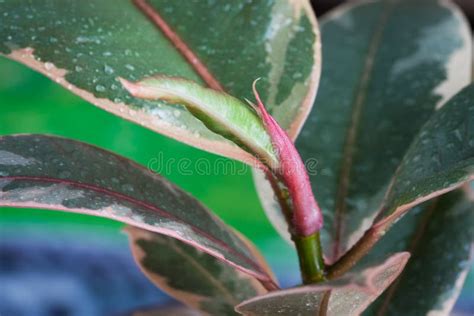 Planta De Ficus Elastica Ruby Branch E Folhas Coloridas Com Gotas Imagem De Stock Imagem De