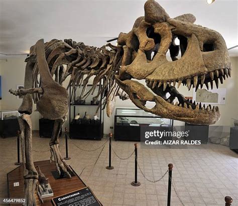 Carnotaurus Photos And Premium High Res Pictures Getty Images