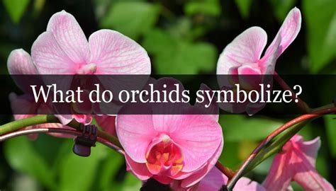 Black Orchid Flower Symbolism Best Flower Site