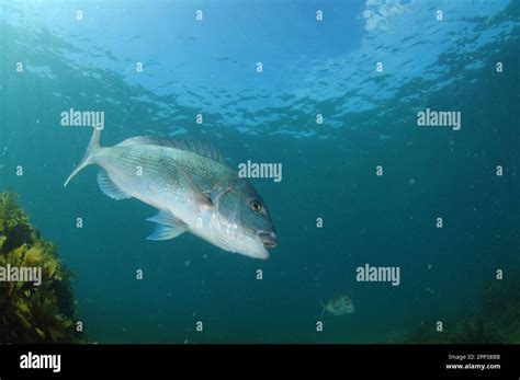 Large Australasian Snapper With Mouth Open And Fin Spines Erected