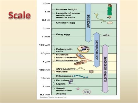 Life Cycle Scale Diagram