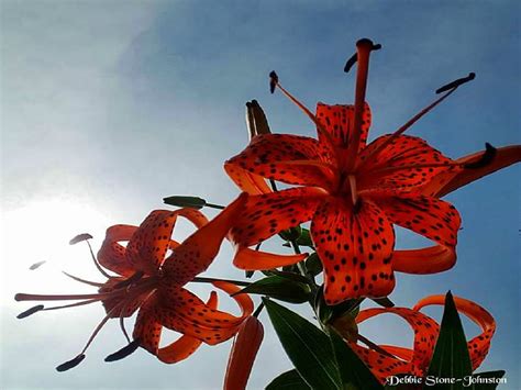 Blue Tiger Lily Flower