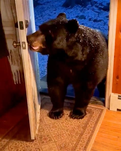 Polite Bear Comes Back To Close The Door 🐻 Ursidae Door Polite