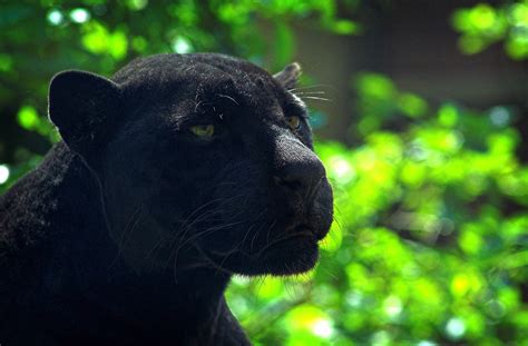 900 Black Panther Backgrounds