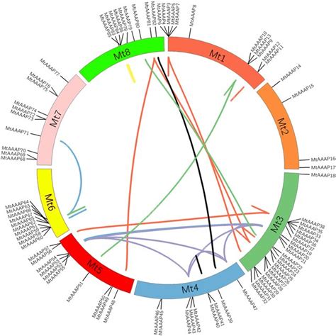 Chromosomal Distribution And Duplication Events Analysis Of Mtaaap Download Scientific Diagram