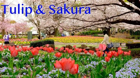 Cherry Blossom And Tulip Flower In Saitama Japan Walk Explore Japan