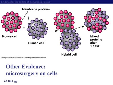 Ppt Chapter 7 Membrane Stucture And Function Powerpoint Presentation