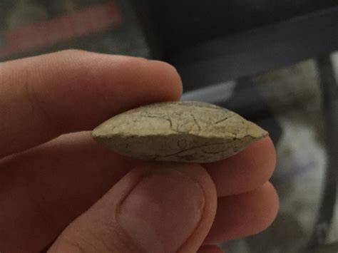 Bivalve Fossil Id The Fossil Forum