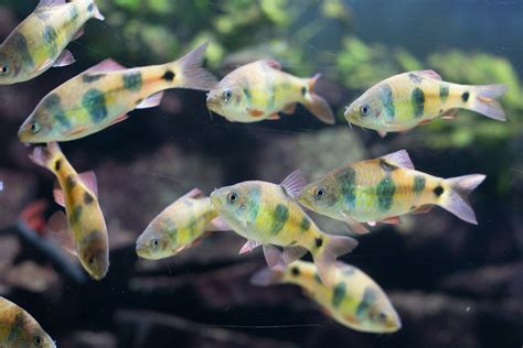 Karstens Blog Barbodes Dunckeri „barbus Everetti Die Clownbarbe