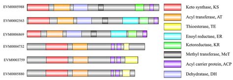 Structure Of Polyketide Synthases Proteins The Conservative Domain Of Download Scientific