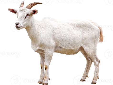 Bode Em Pé Dentro Uma Natural Configuração Durante Dia 52653452 Png