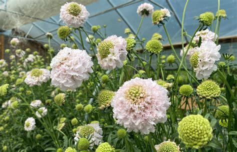 Scoop Scabiosa Growing Guide