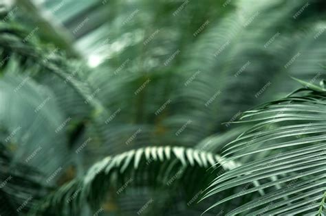 Premium Photo Partially Blurred Natural Background With Cycas Leaves In The Foreground