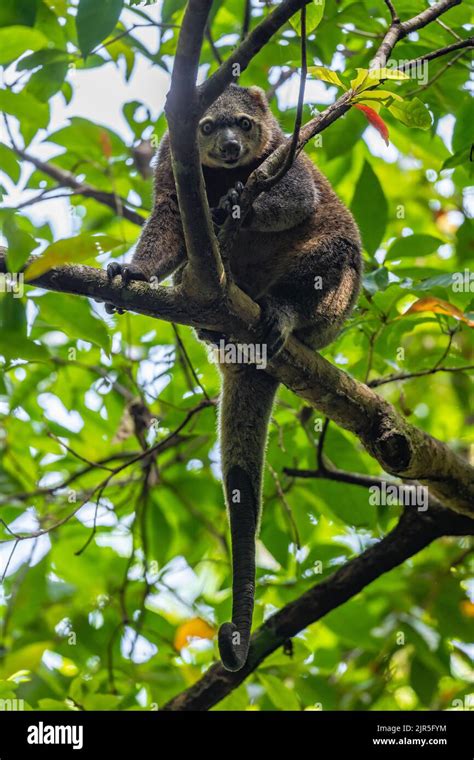 Cuscus Animal Simulator Wiki Fandom