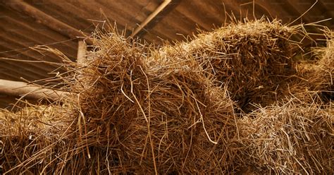 나무 바닥 위에 앉아 있는 건초 더미 사진 Unsplash의 짚 이미지