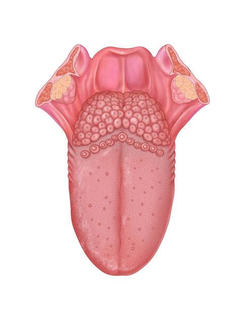 30 Filiform Ilustrasi Grafik Vektor And Clip Art Bebas Royalti Terbaik