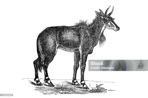 Nilgai Stock Illustration Download Image Now 19th Century Style