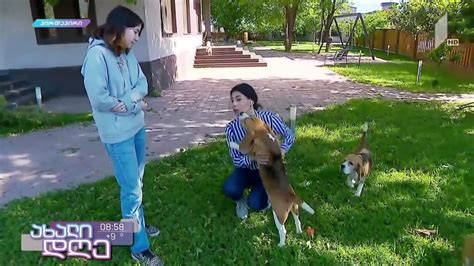 რუბრიკა ცხოველები ბიგლი Youtube