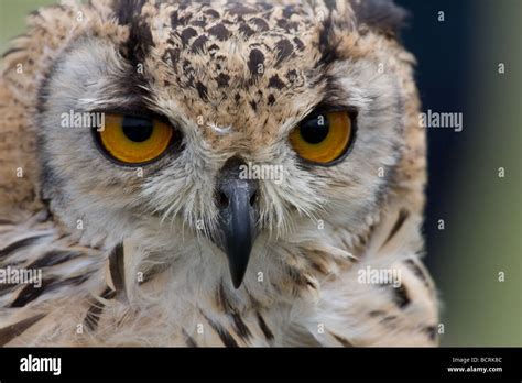 Bird Intense Bengal Indian Eagle Owl Eye Plumage Lambeth Country Show