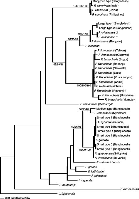 Maximum Likelihood Tree Based On The Nucleotide Sequences Of A 334 Bp Download Scientific
